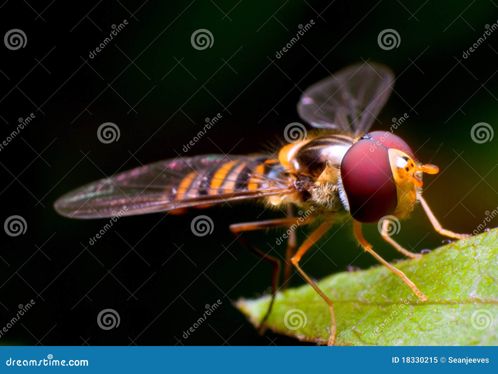 1,362 Green Hover Fly Leaf Stock Photos - Free & Royalty-Free Stock ...