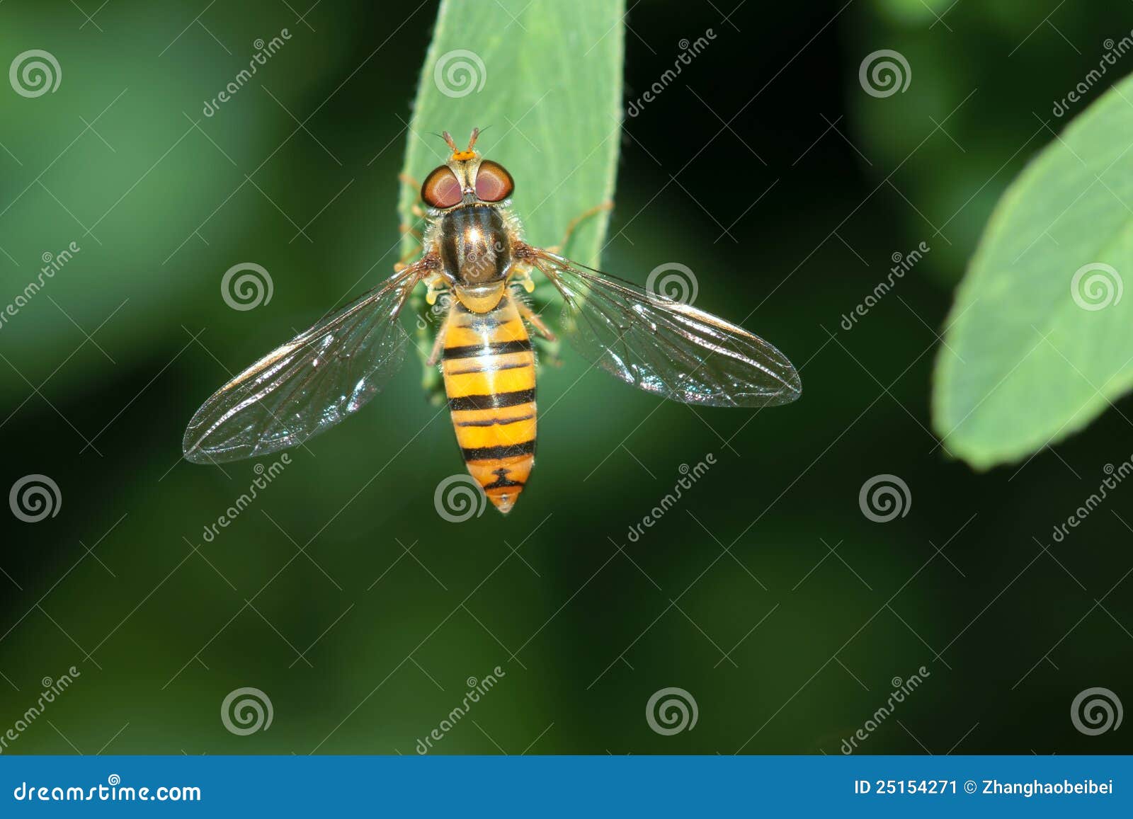 Hover fly stock image. Image of little, hover, animals - 25154271