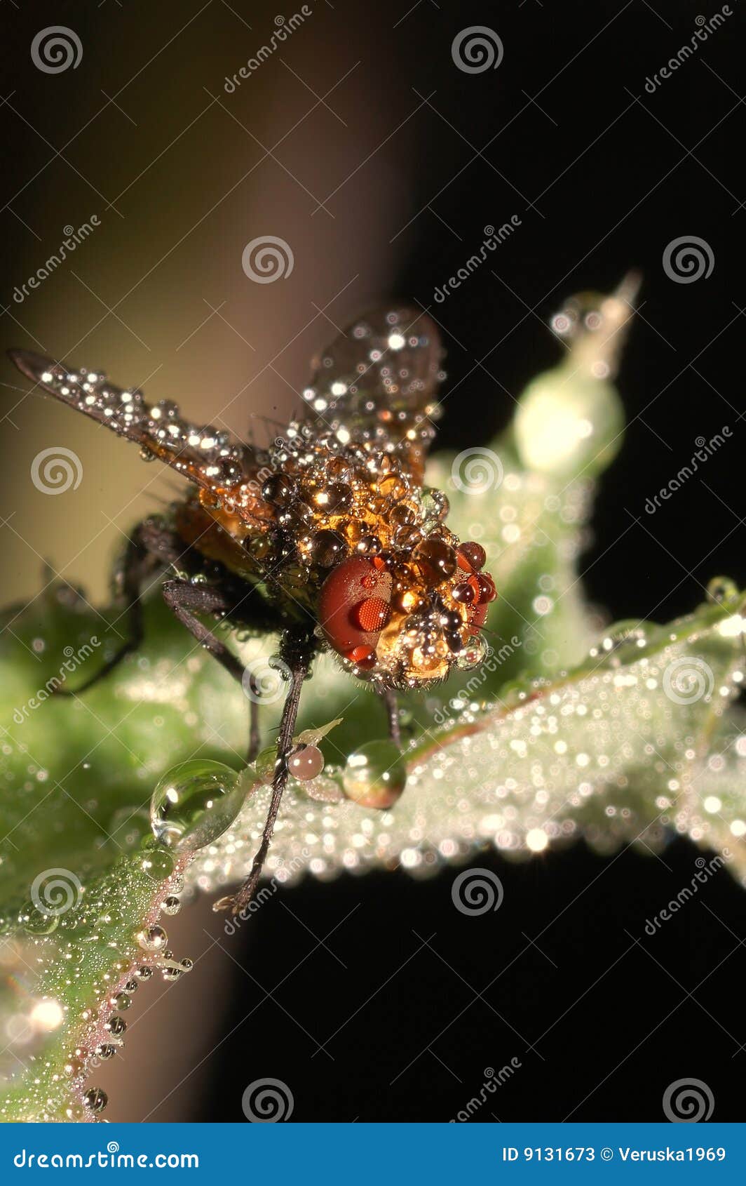 Hover fly stock image. Image of eyes, body, insects, entomology - 9131673