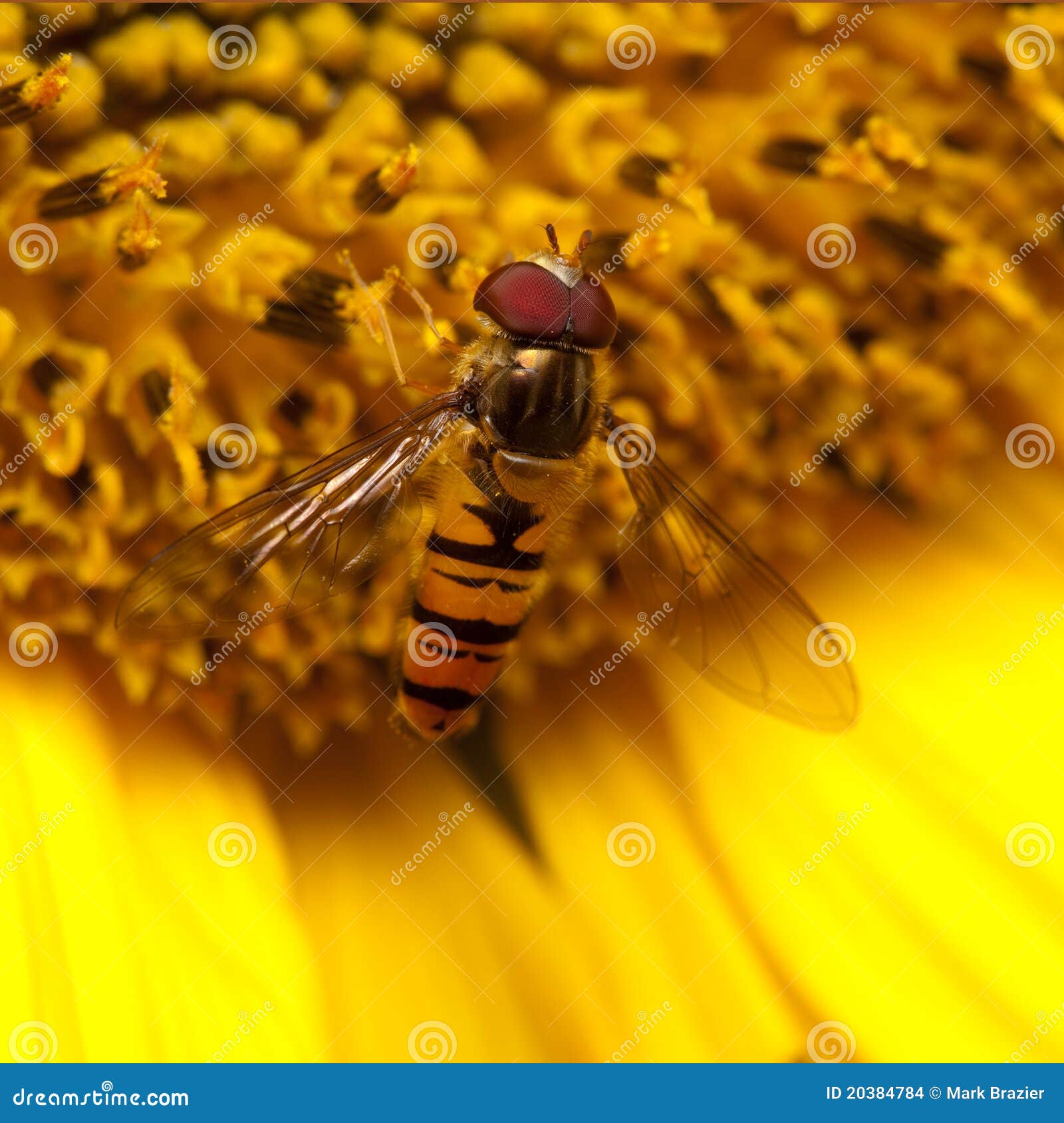 Hover Fly on Big Yellow Sunflower Stock Photo - Image of sustainable ...