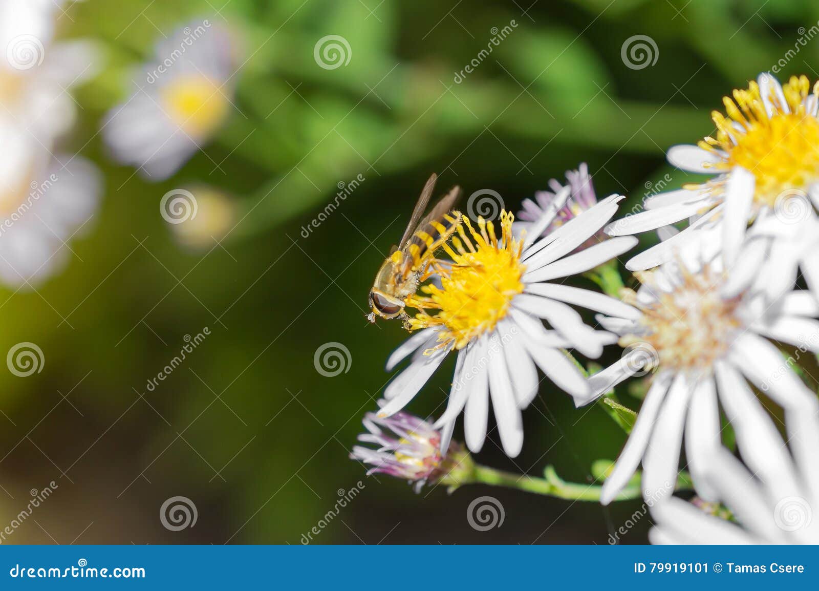 Hover Fly on Blossom Daisy at Autumn Stock Image - Image of outdoors ...