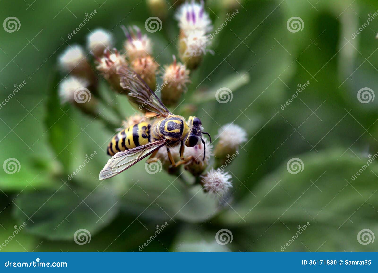 Hover Fly stock photo. Image of macro, animals, hover - 36171880