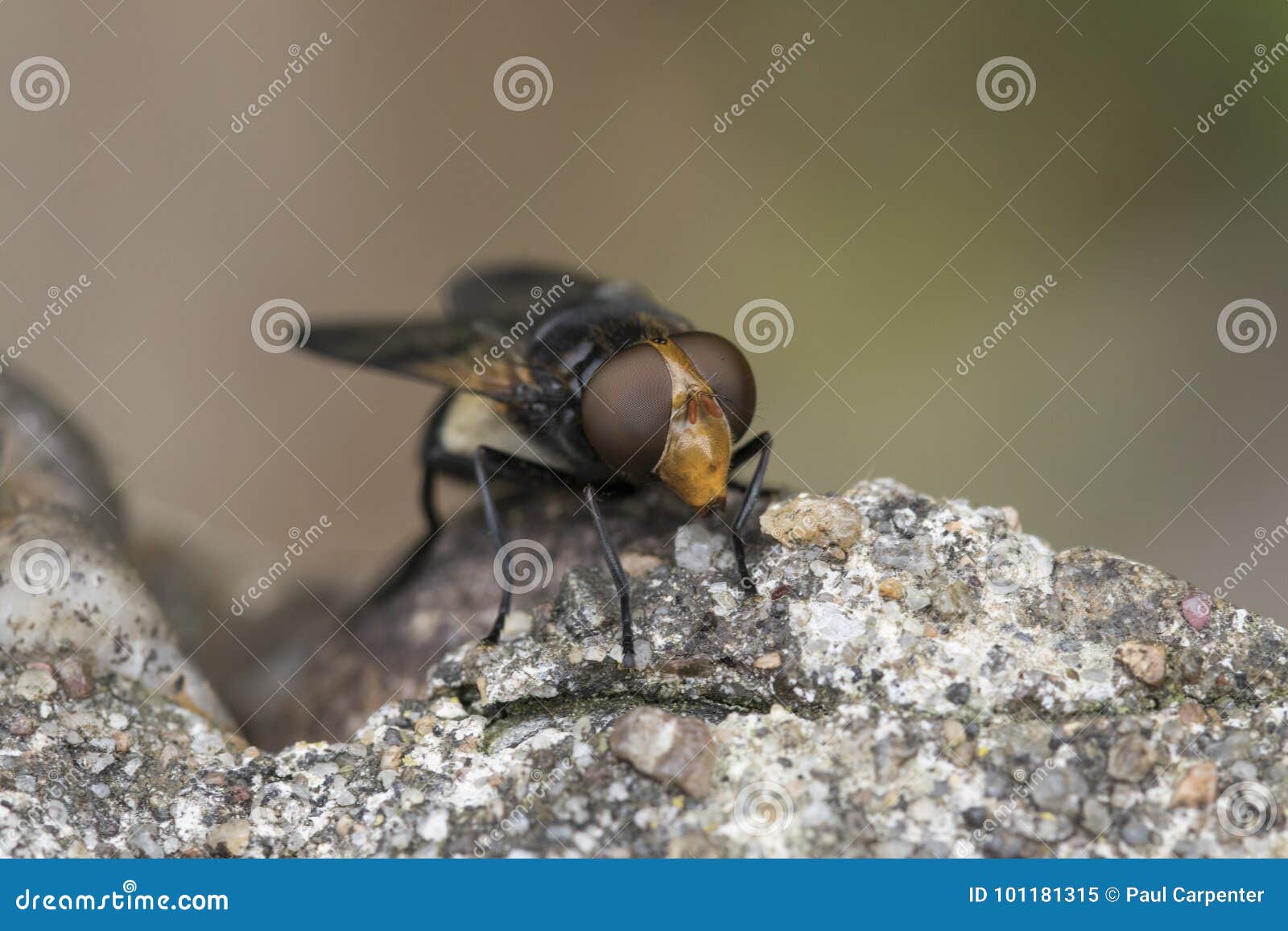 Hover fly close up of head stock image. Image of females - 101181315