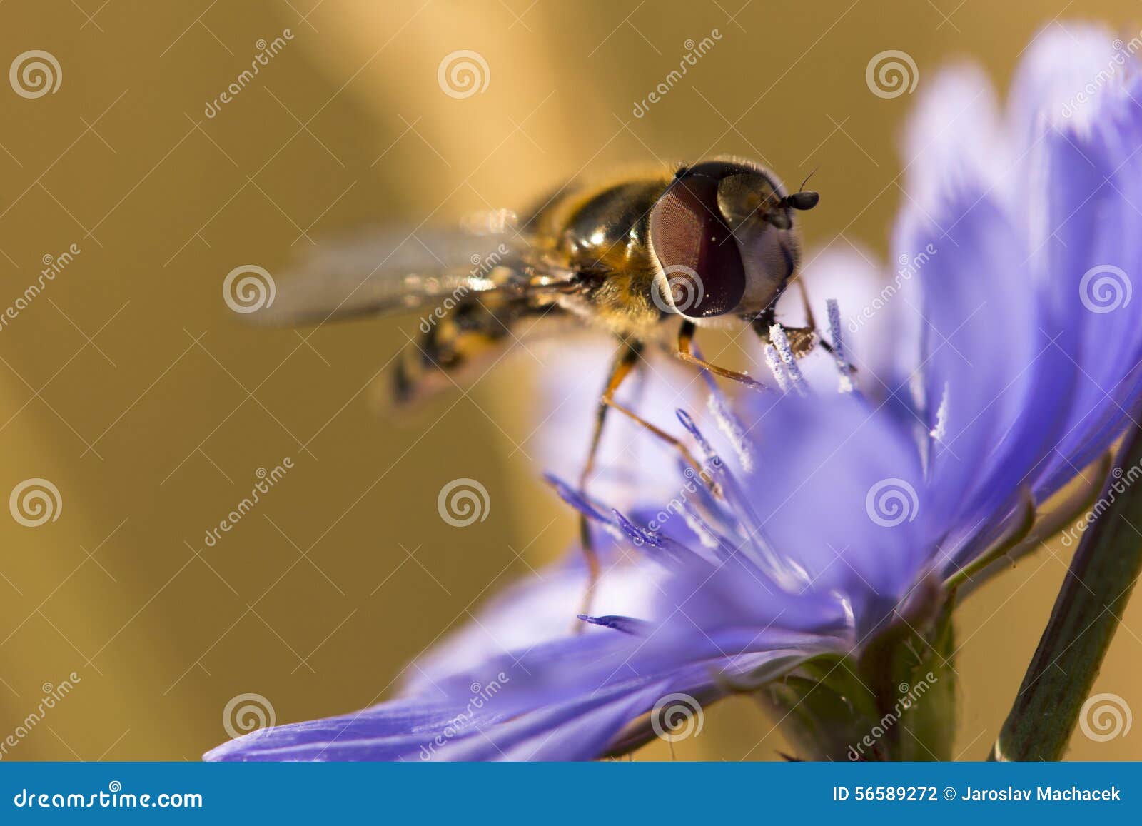 Hover fly stock photo. Image of hover, summer, blue, nature - 56589272