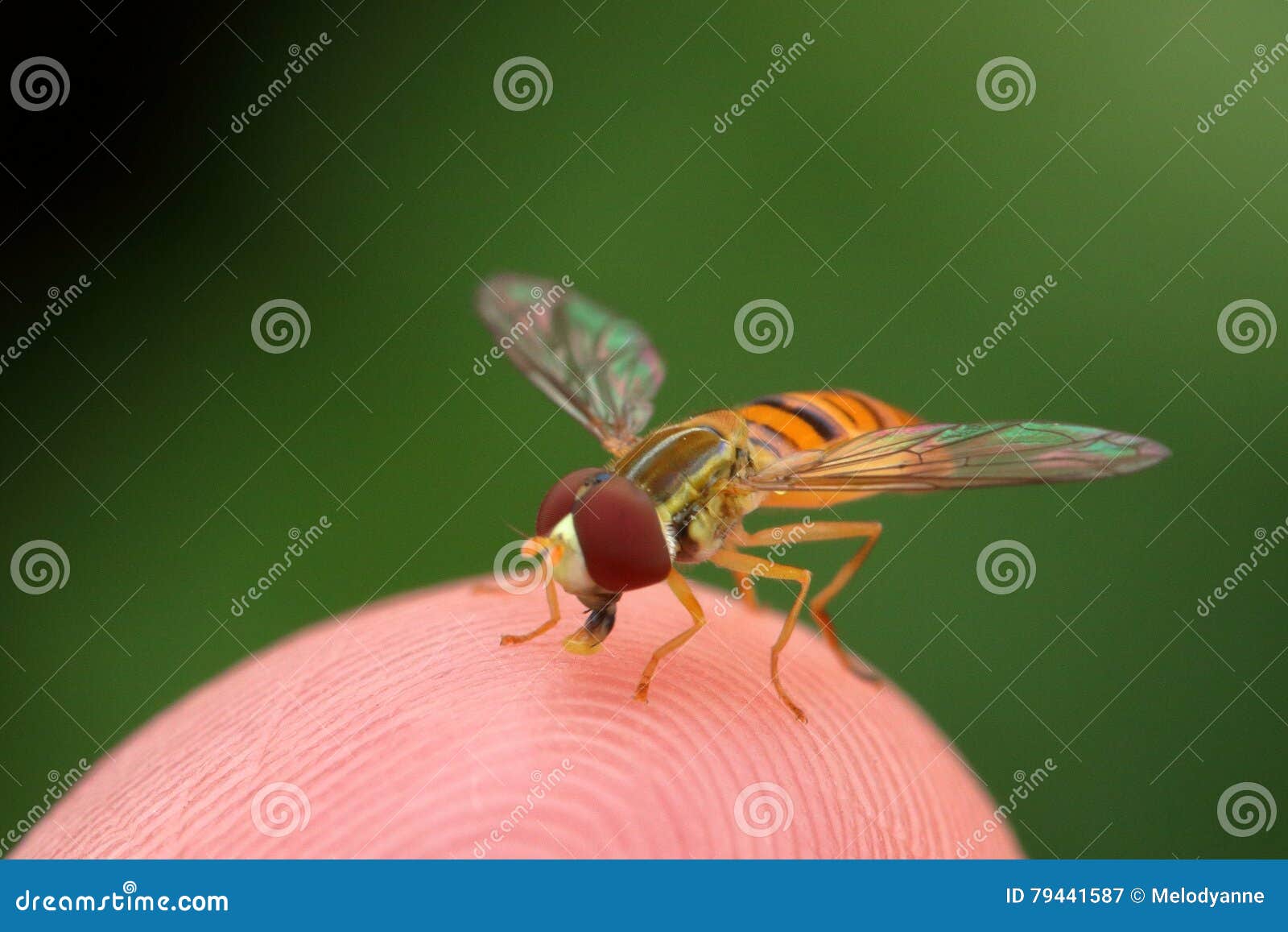 Hover Fly on Finger stock image. Image of insect, finger - 79441587