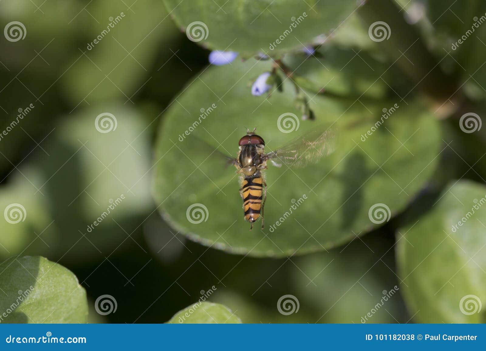 Hover Fly in Fligt, Flying Above Leaves Stock Photo - Image of females ...