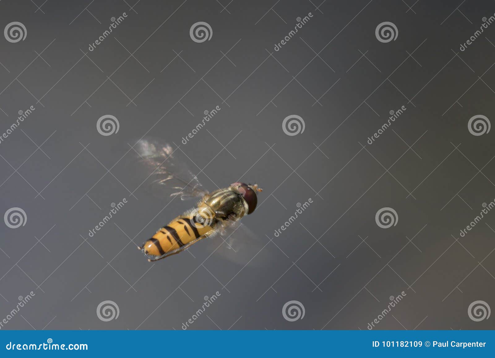 Hover Fly in Fligt, Flying Above Leaves Stock Image - Image of common ...
