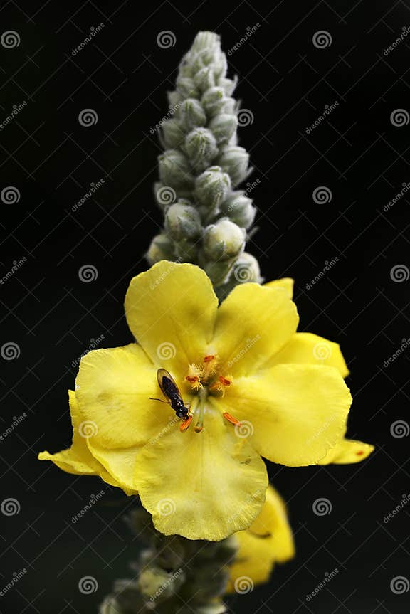 Hover-fly gathering pollen stock photo. Image of plant - 34096816