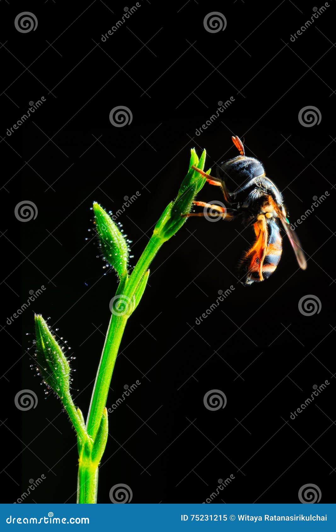 Hover fly on green plant stock image. Image of background - 75231215