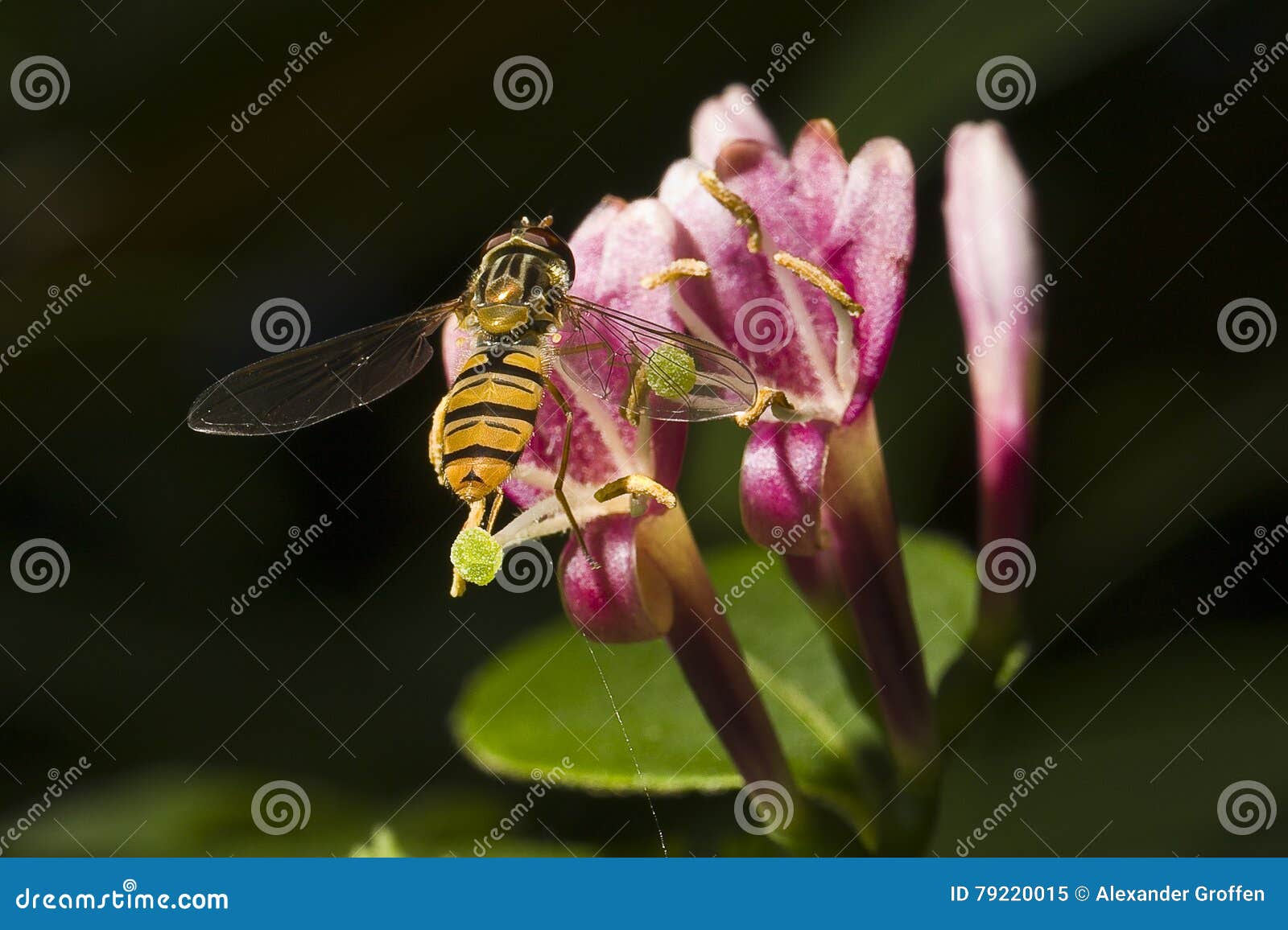 Hover-fly on Honeysuckle Flower Stock Image - Image of periclymenum ...