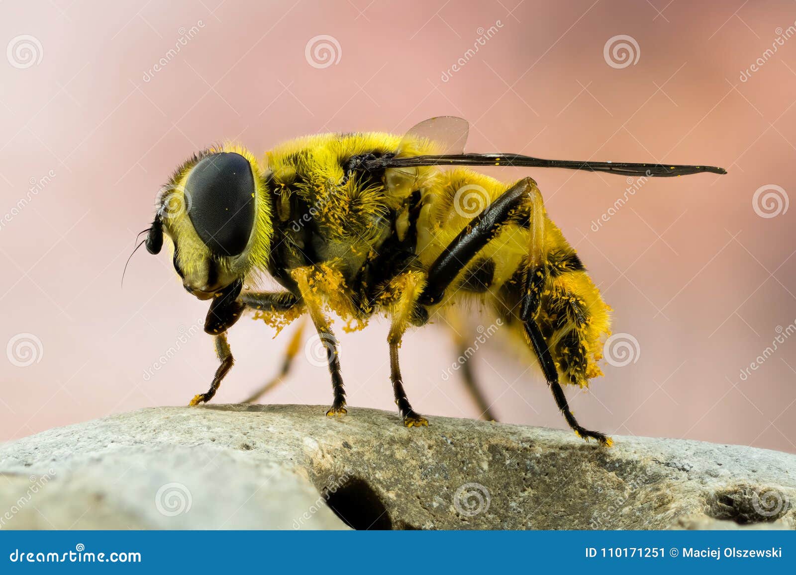Hover-fly, Hoverfly, Fly, Flies Stock Image - Image of green, plant ...