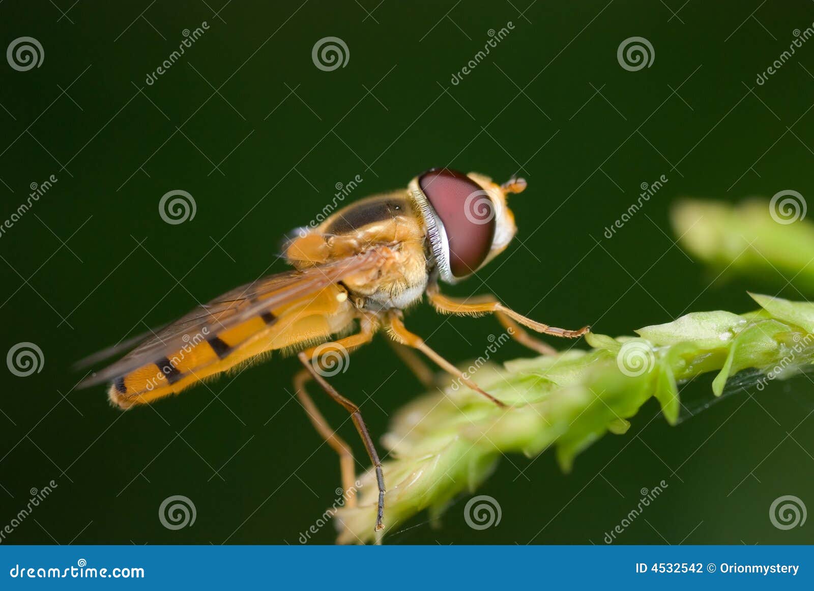 Hover-fly macro stock photo. Image of leaf, wild, close - 4532542