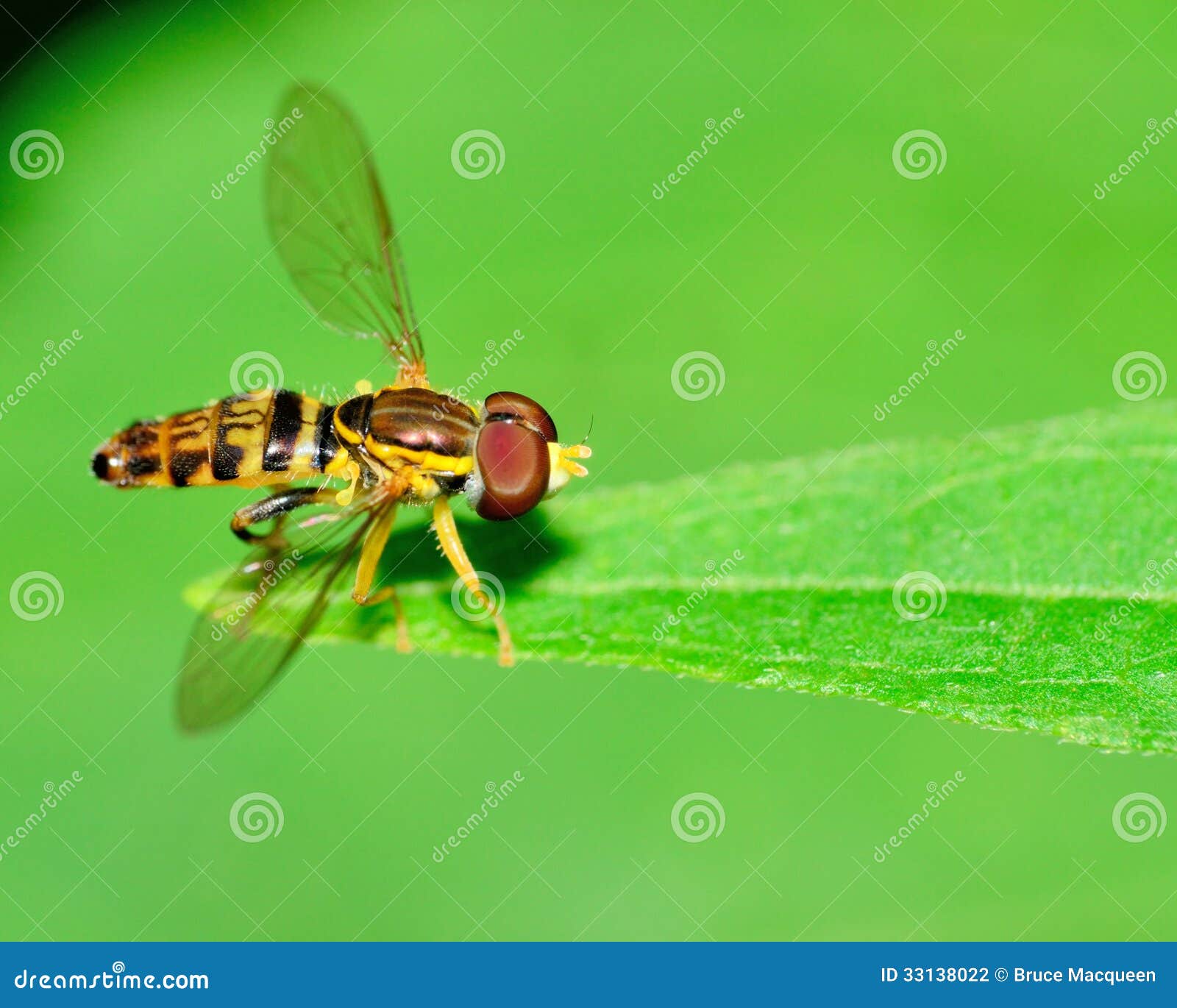 Hover-fly stock photo. Image of macro, wild, wildlife - 33138022