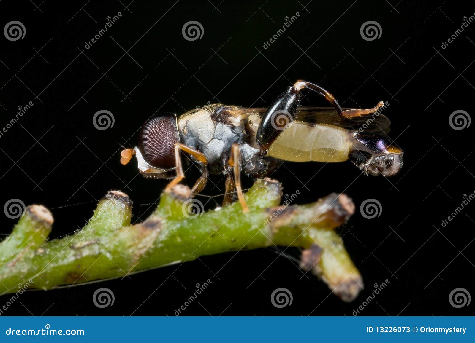 A Hover Fly with Raised Leg Stock Image - Image of garden, flora: 13226073