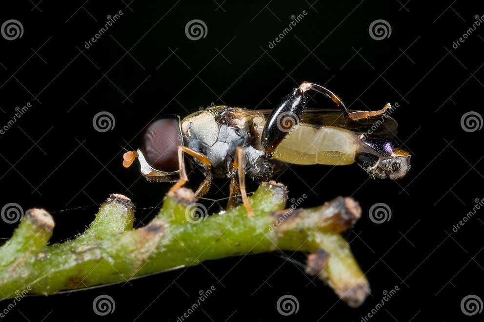 A Hover Fly with Raised Leg Stock Image - Image of garden, flora: 13226073
