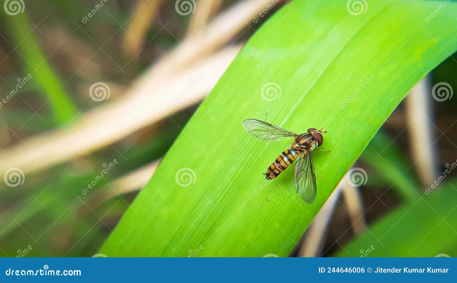 Hover fly and green leaf stock photo. Image of freshness - 244646006
