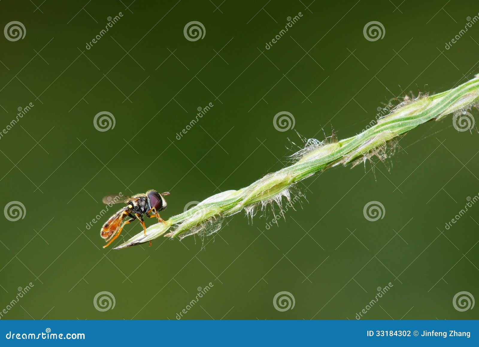 Hover fly stock photo. Image of hover, small, spike, close - 33184302