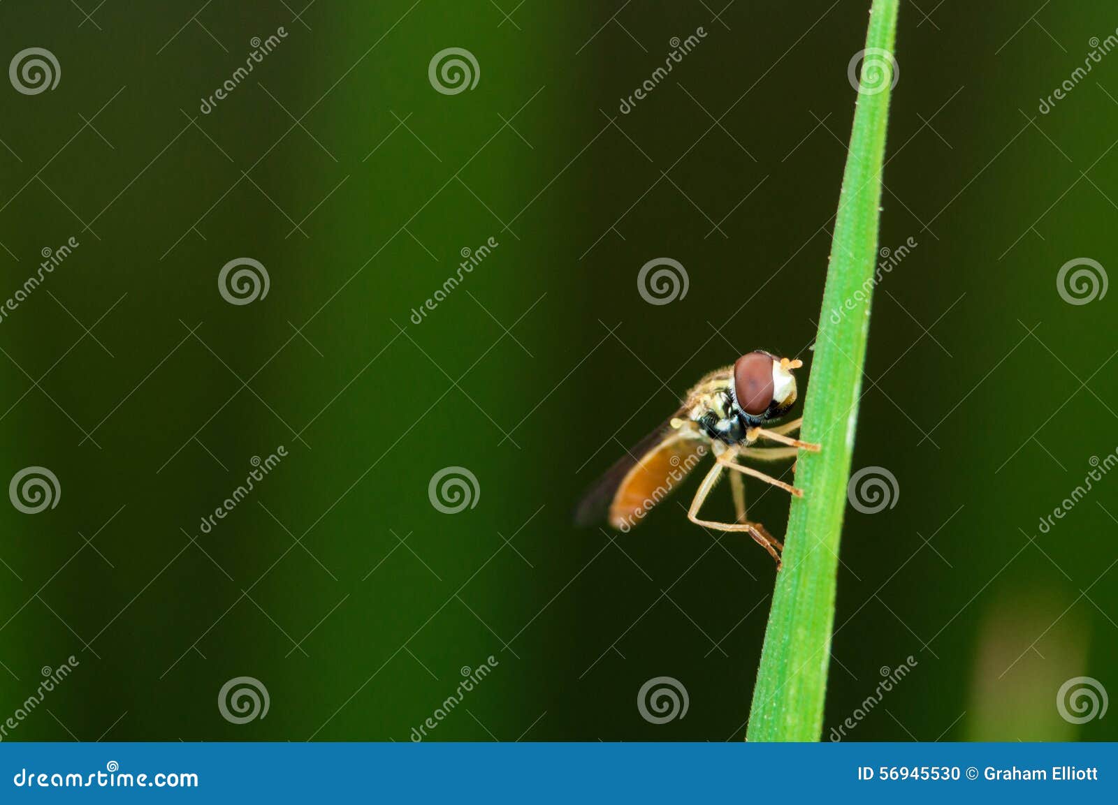 Hover fly on some grass stock photo. Image of abstract - 56945530