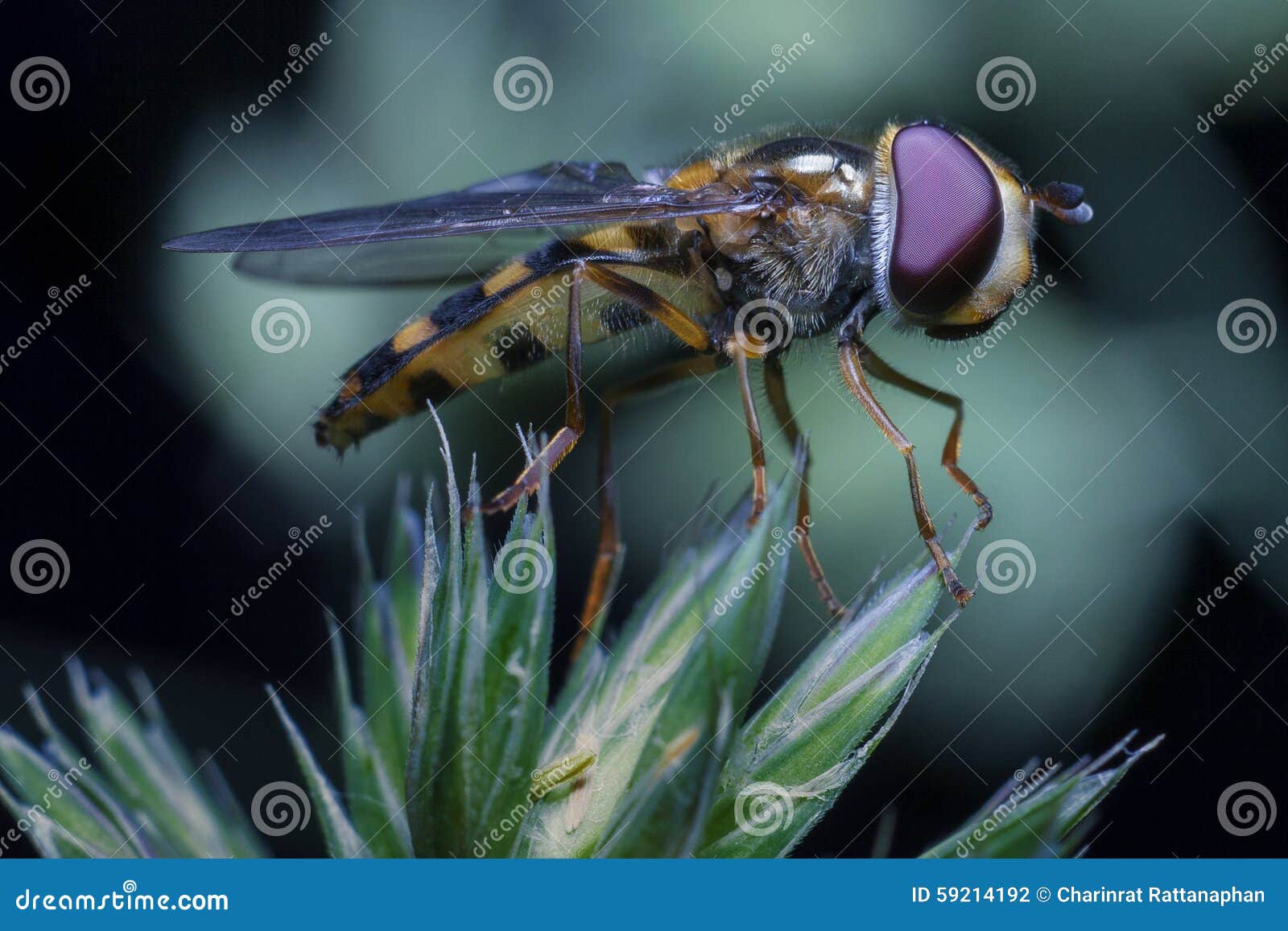Hover fly stock photo. Image of wasp, grass, wallpaper - 59214192