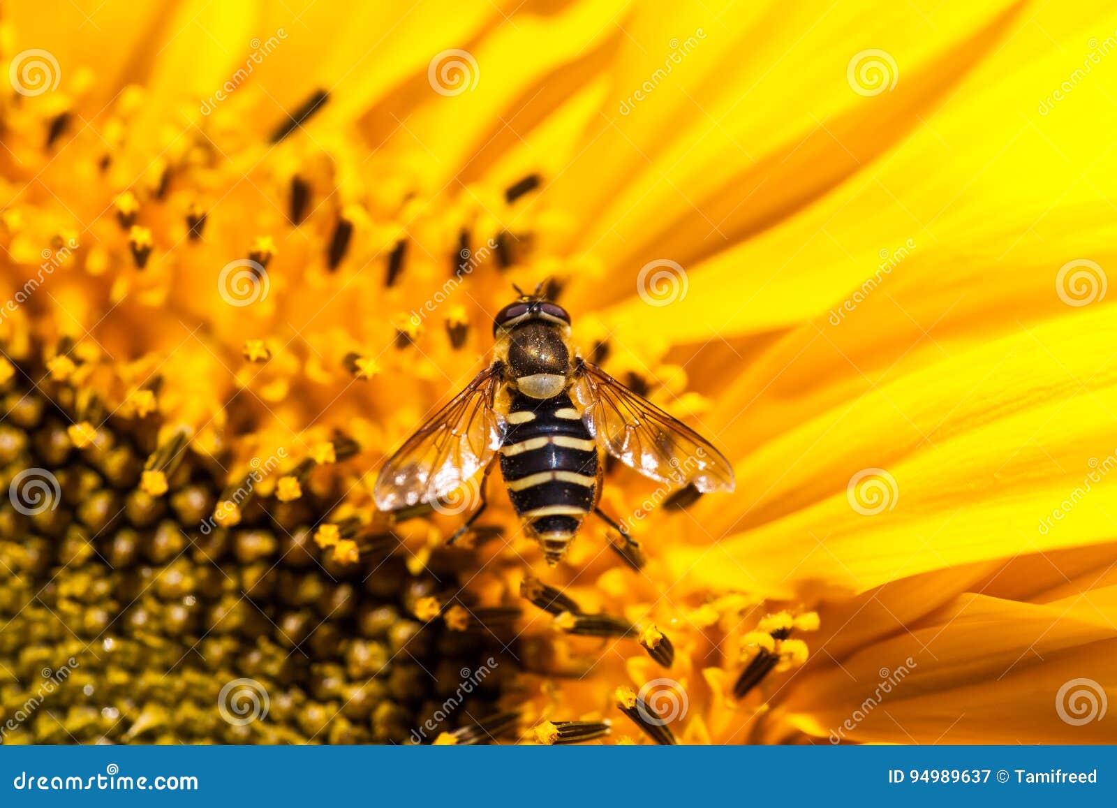 Hover Fly on a Sunflower stock image. Image of garden - 94989637
