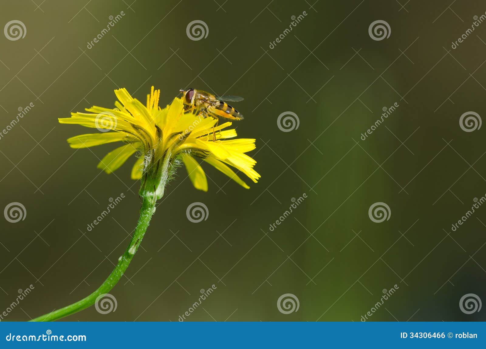 Hover fly on yellow flower stock photo. Image of wildlife - 34306466