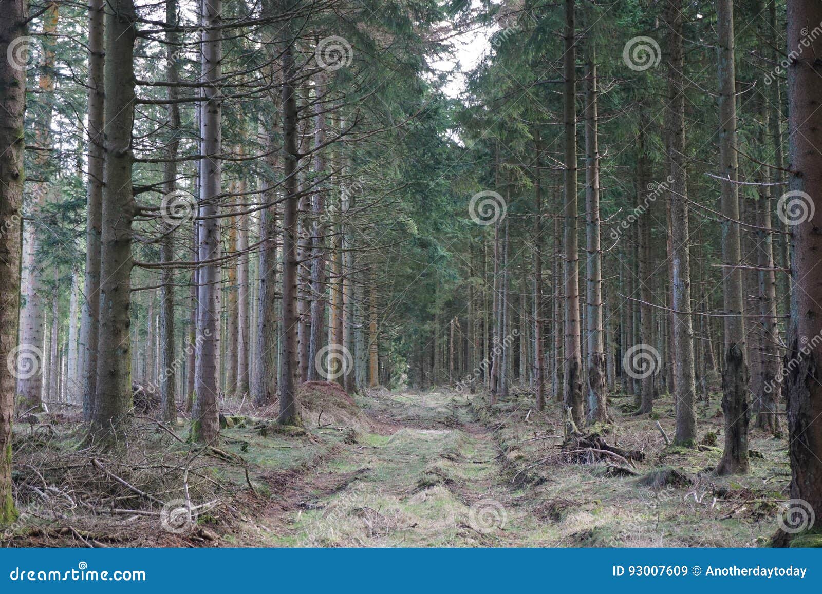 Hoverdal plantage stock image. Image of greenlandscape - 93007609