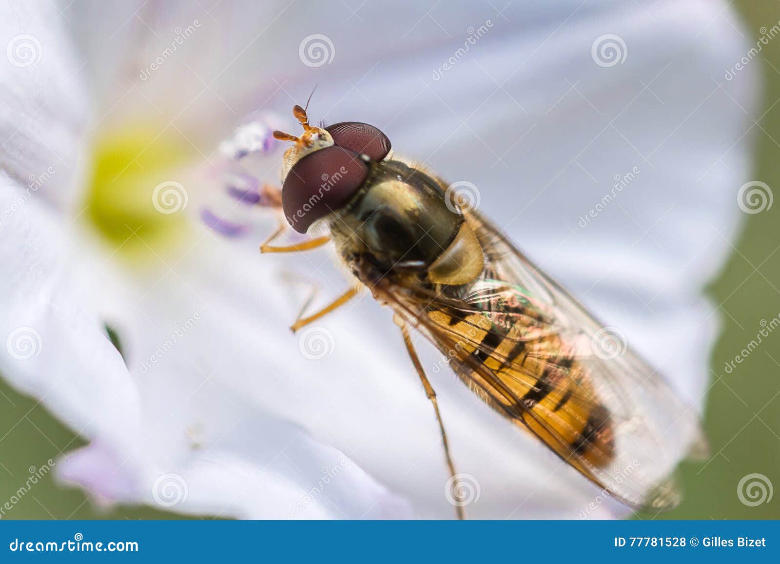Hoverflie stock photo. Image of insect, macrophotography - 77781528