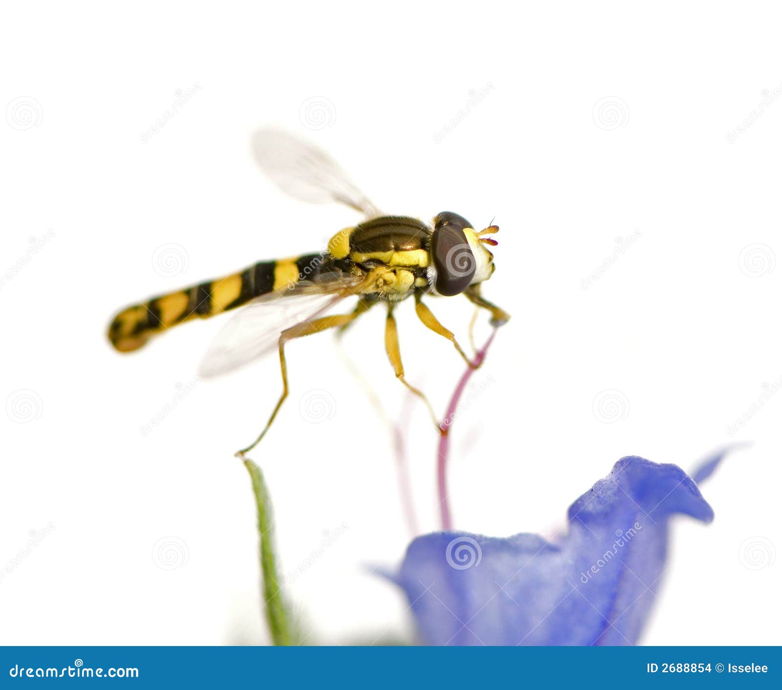 Hoverflies stock photo. Image of outdoors, macro, nectar - 2688854