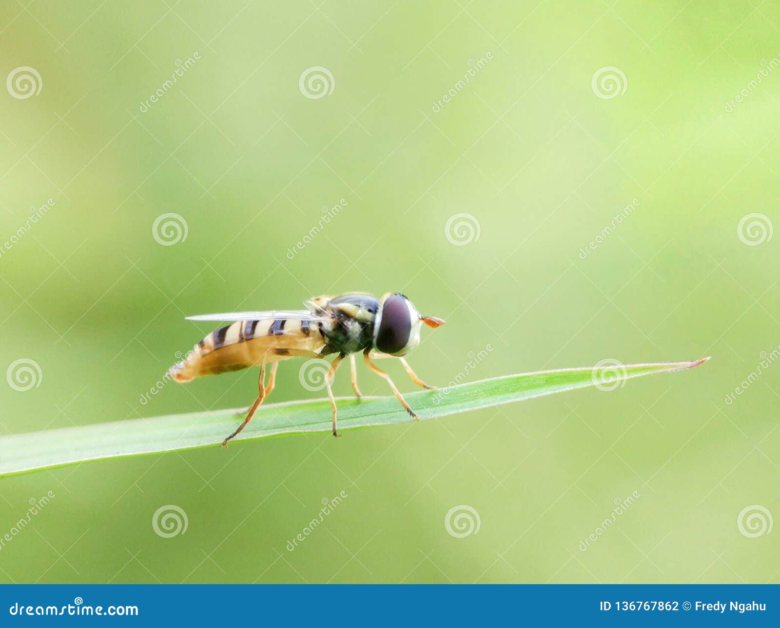 Royalty Free Images, Cartoons, Illustrations And Photos Designed By ...