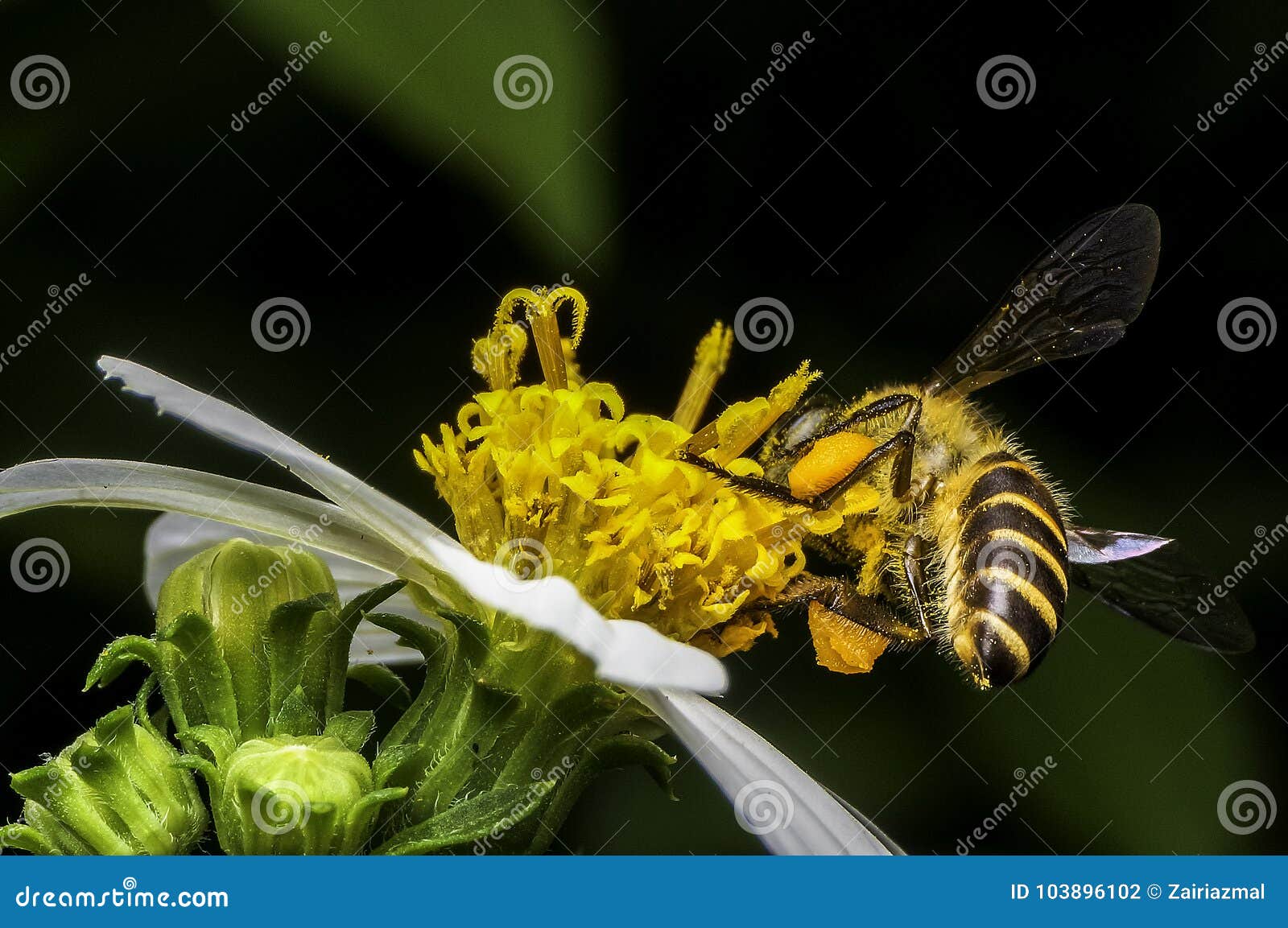 Hoverflies are Hovering or Sucking Nectar Stock Photo - Image of ...