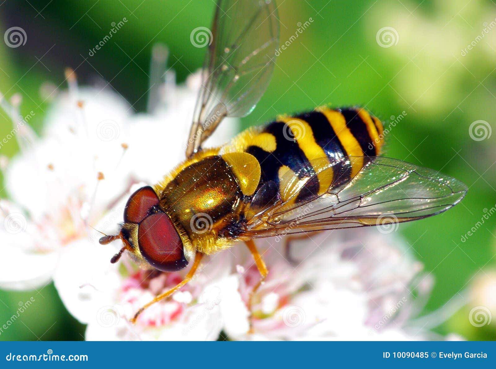 Hoverfly stock image. Image of insect, hoverfly, canada - 10090485