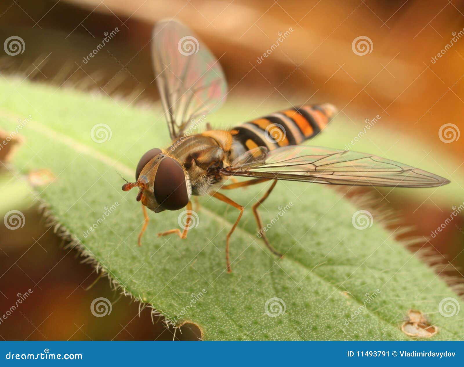 Hoverfly stock image. Image of outdoors, summer, botanic - 11493791