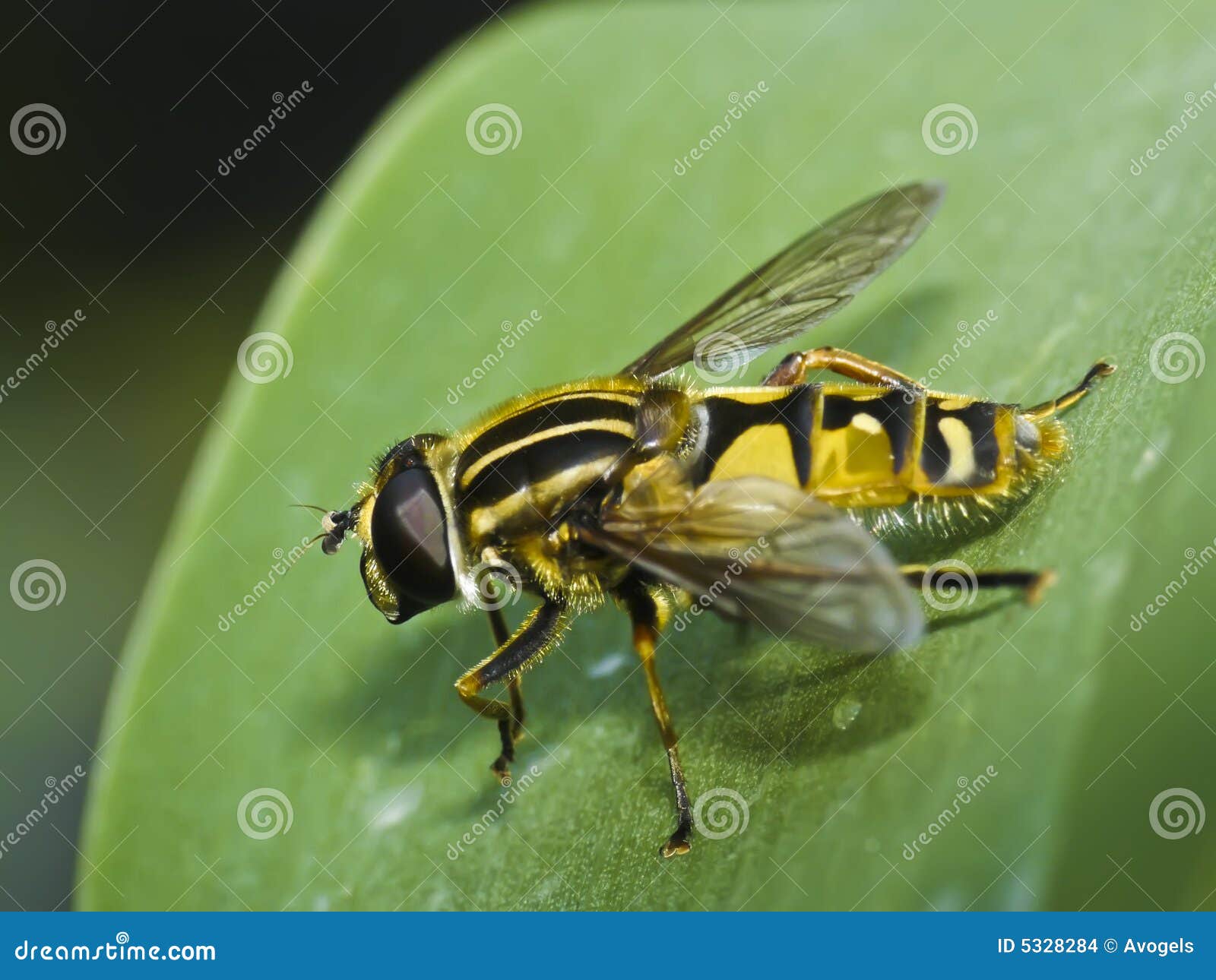 Hoverfly stock photo. Image of hoverfly, green, field - 5328284