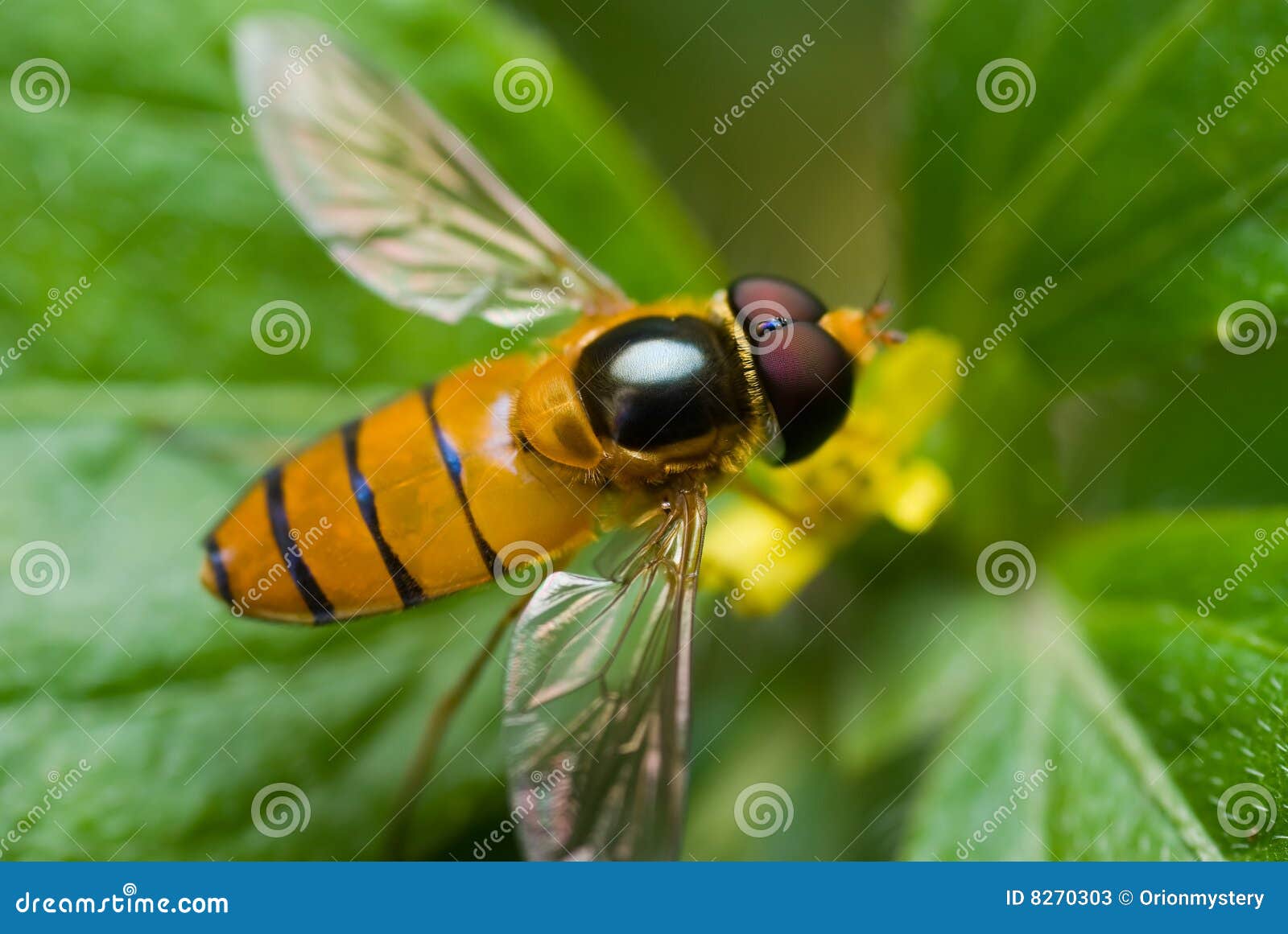 Hoverfly stock image. Image of hover, fauna, blade, stripe - 8270303