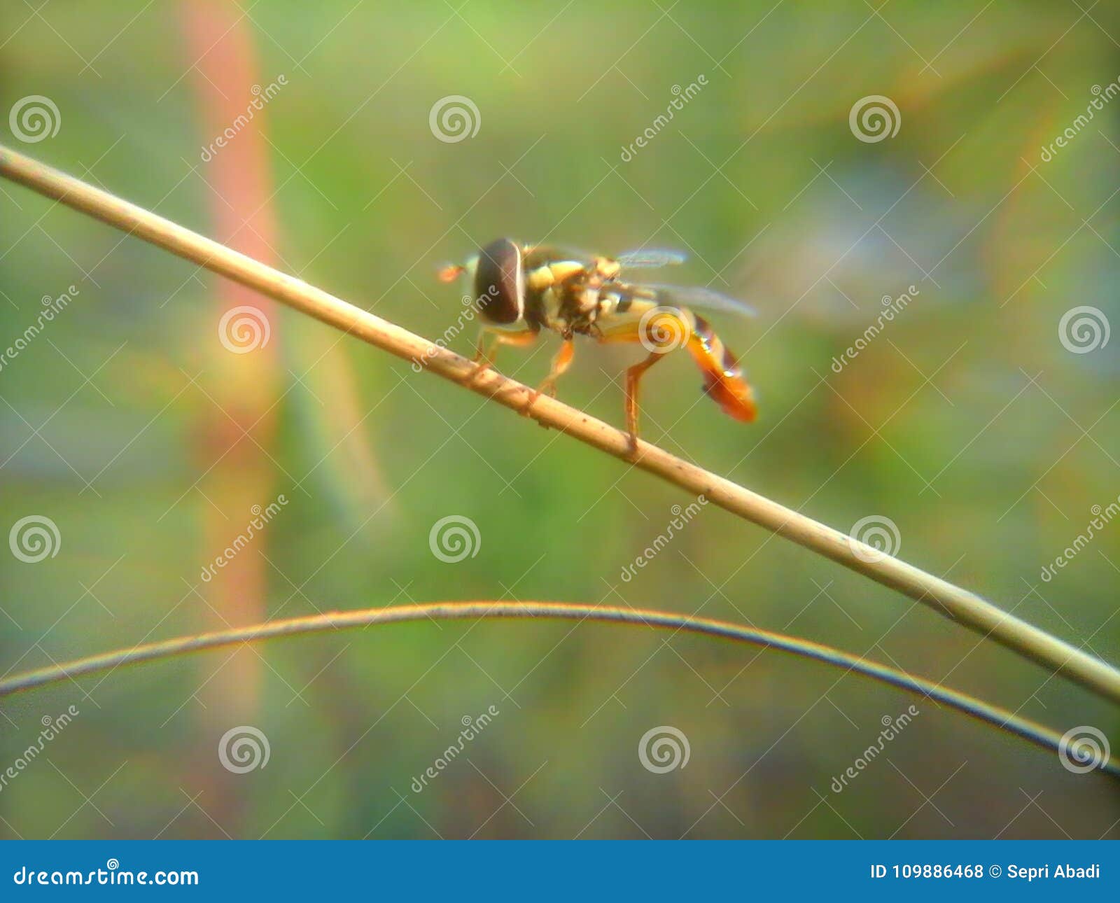 Hoverfly stock photo. Image of nature, insect, hoverfly - 109886468