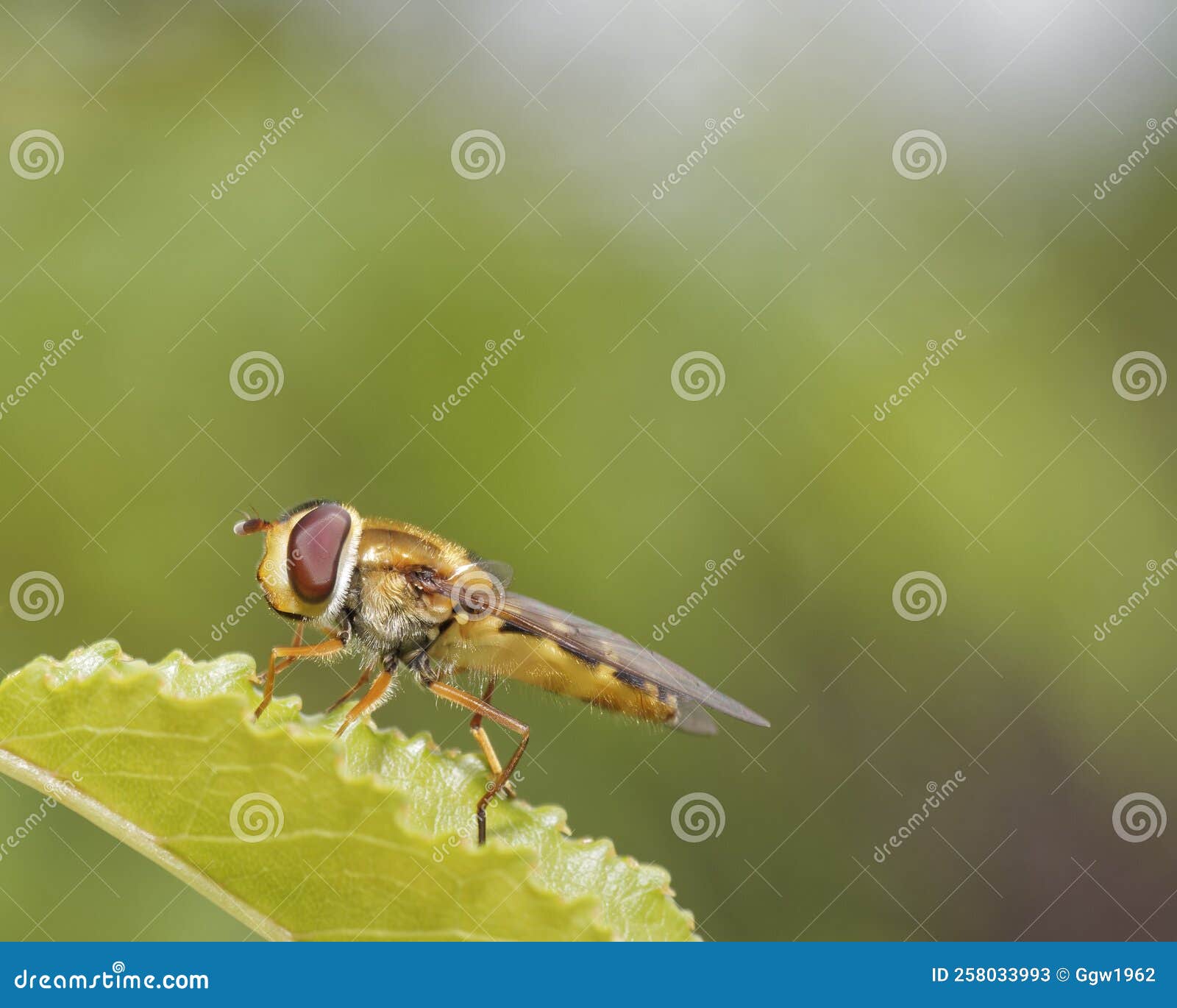 Hoverfly stock image. Image of biology, lemma, hover - 258033993