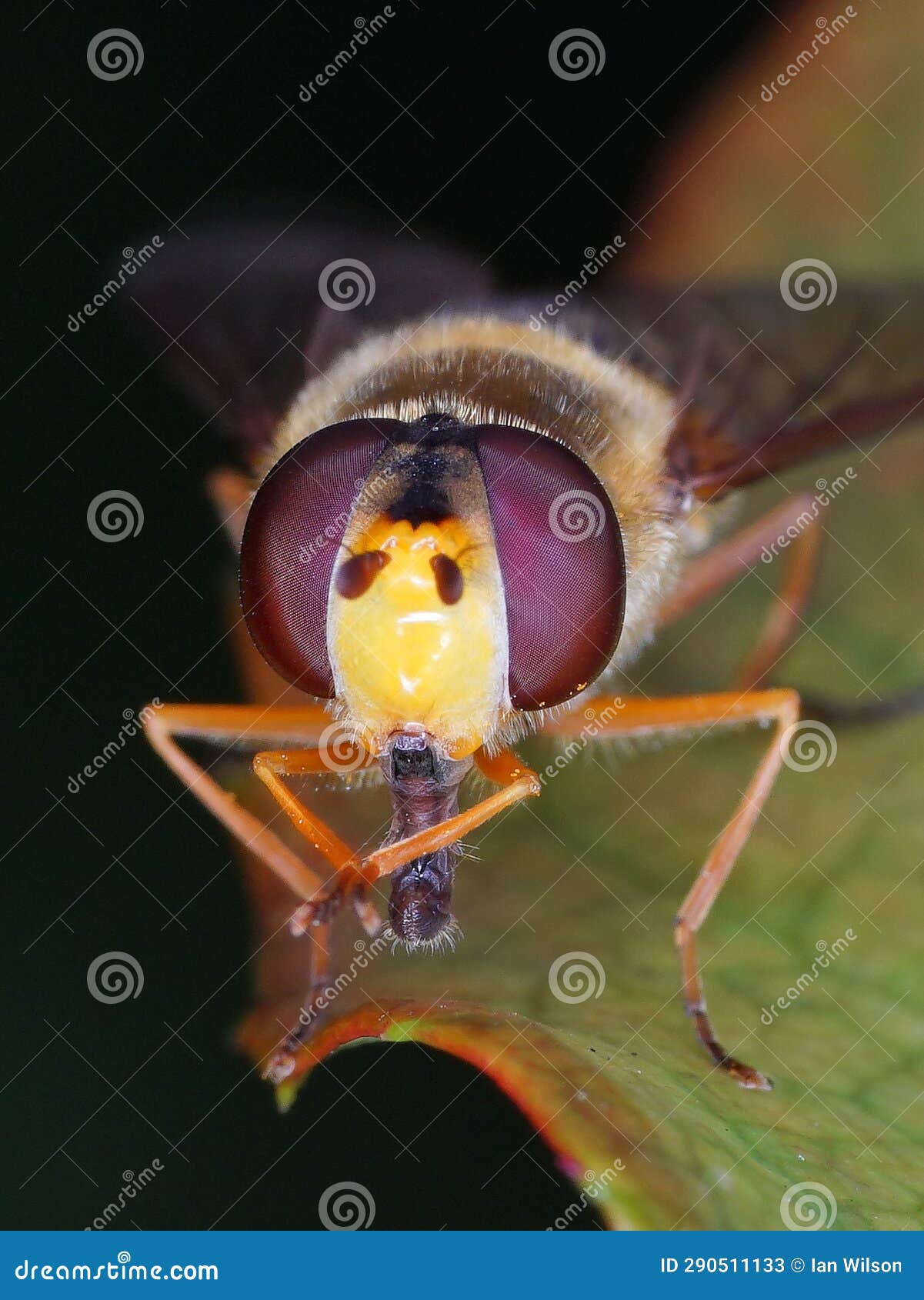 Hoverfly with Compound Eyes - Macro Showing Detail in Extended Tongue (proboscis) Stock Image ...