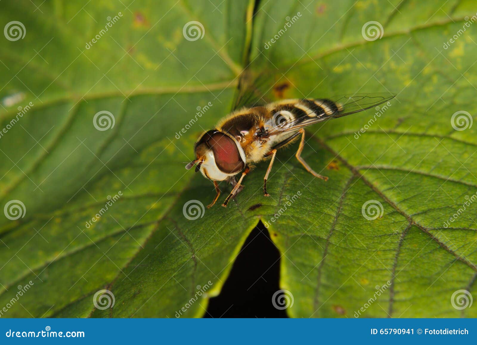 Hoverfly (corollae Di Eupeodes) Immagine Stock - Immagine di irsuto ...