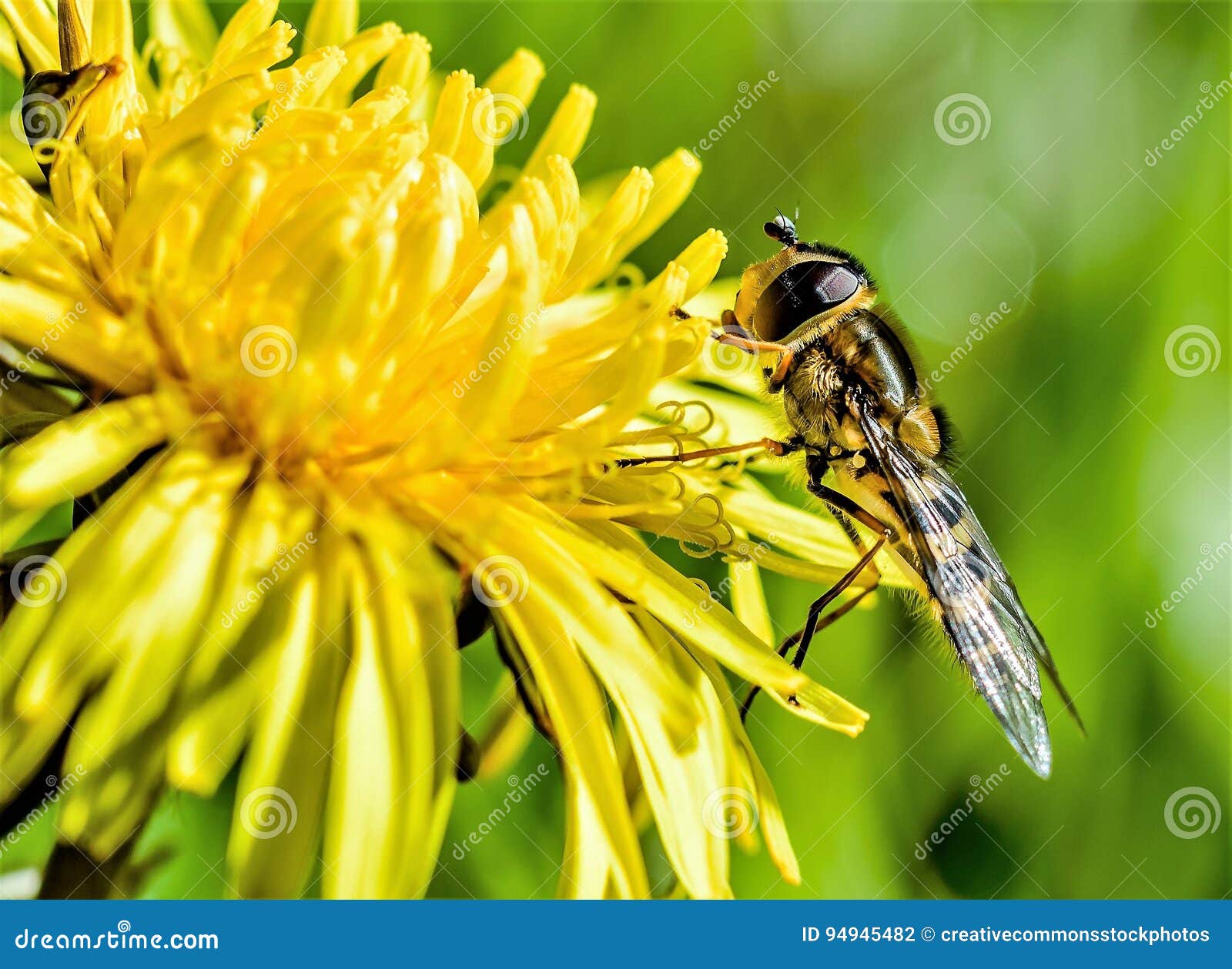 Hoverfly On Dandelion Picture. Image: 94945482