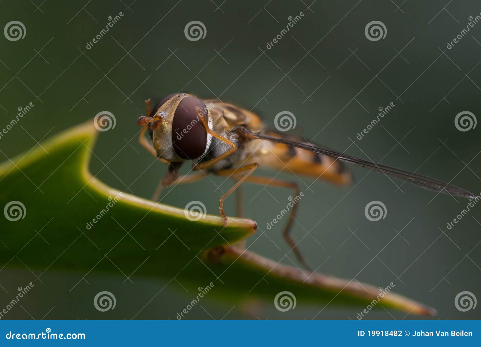 Hoverfly eating nectar stock photo. Image of europe, hover - 19918482
