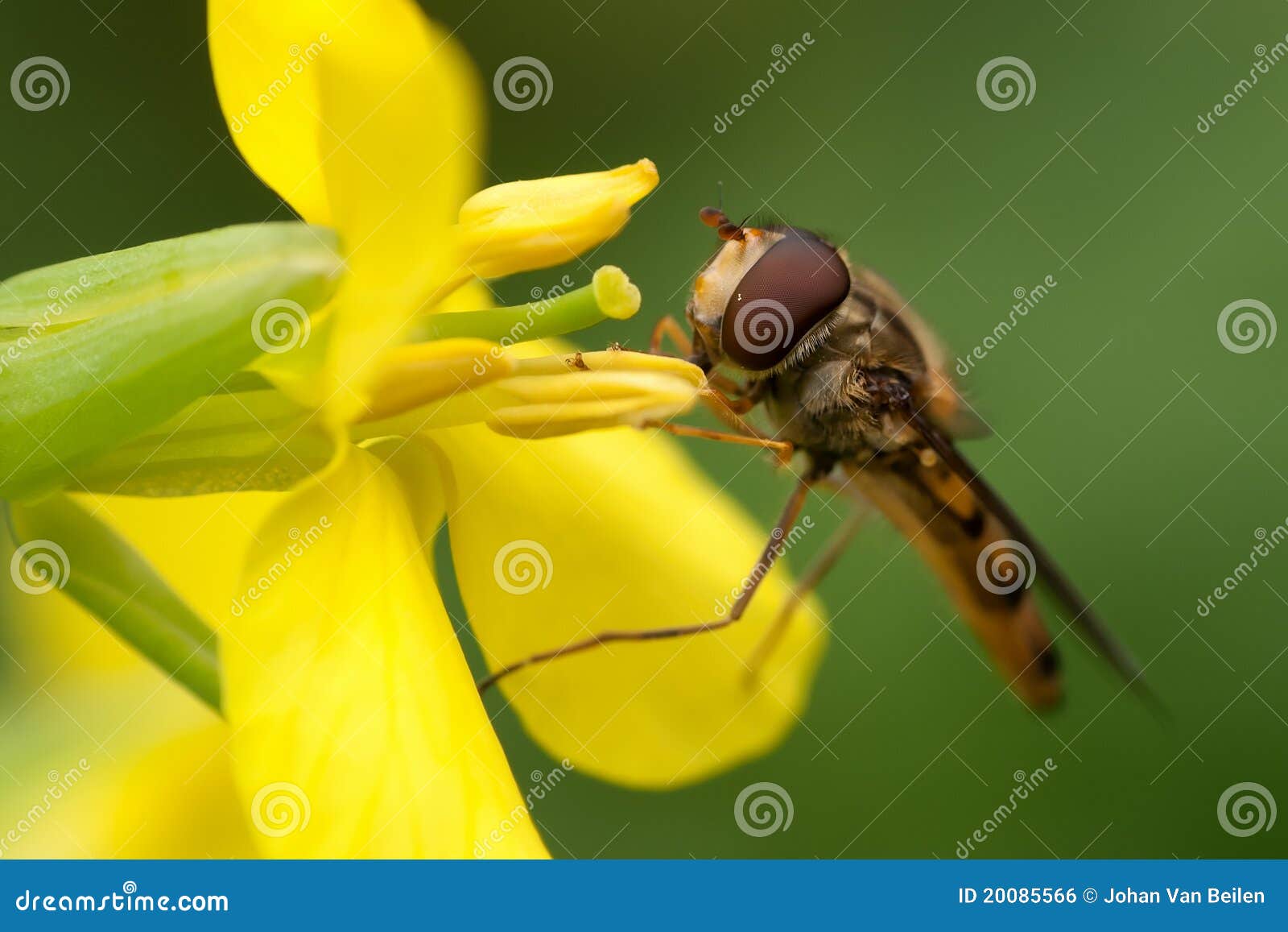 Hoverfly eating nectar stock photo. Image of insect, black - 20085566