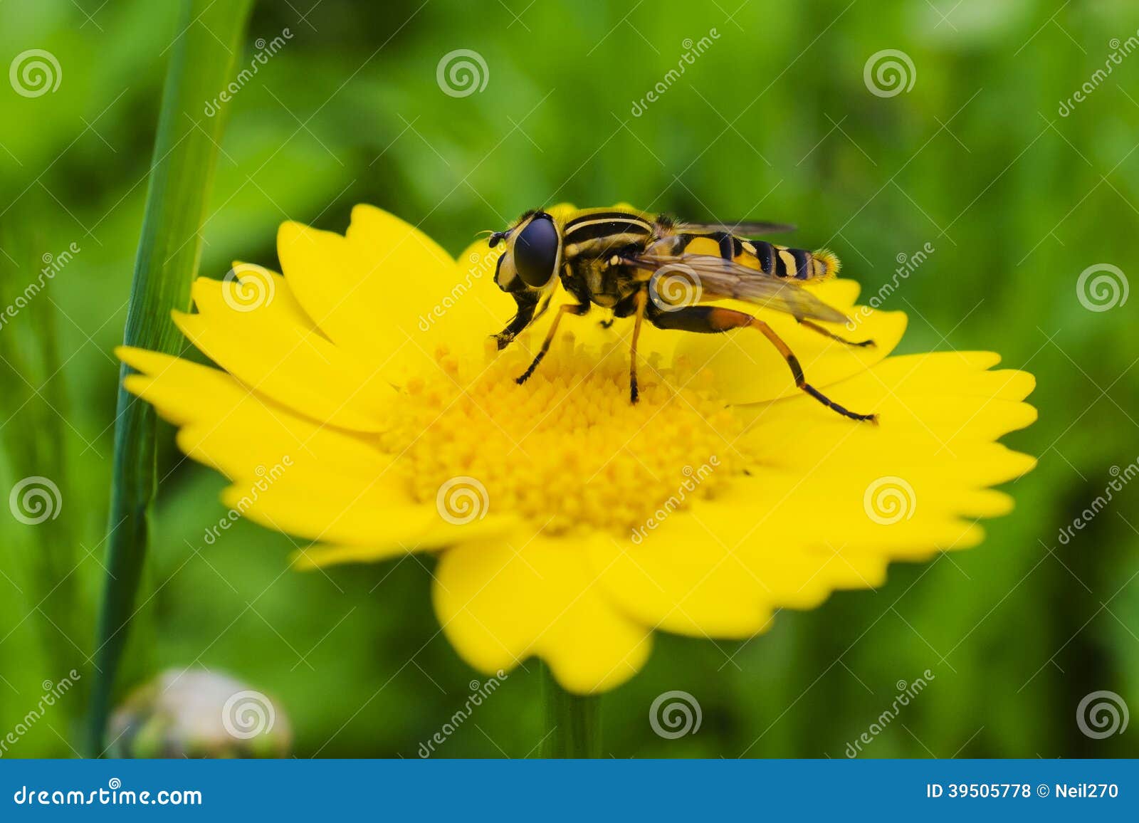 A Hoverfly Eating from a Wild Flower Stock Photo - Image of black ...