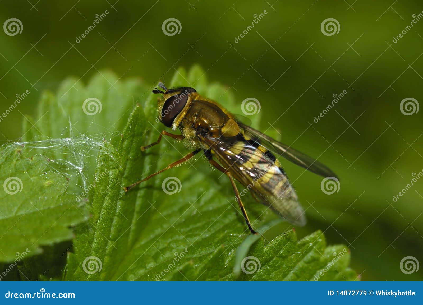 Common Banded Hoverfly stock image. Image of closeup - 14872779