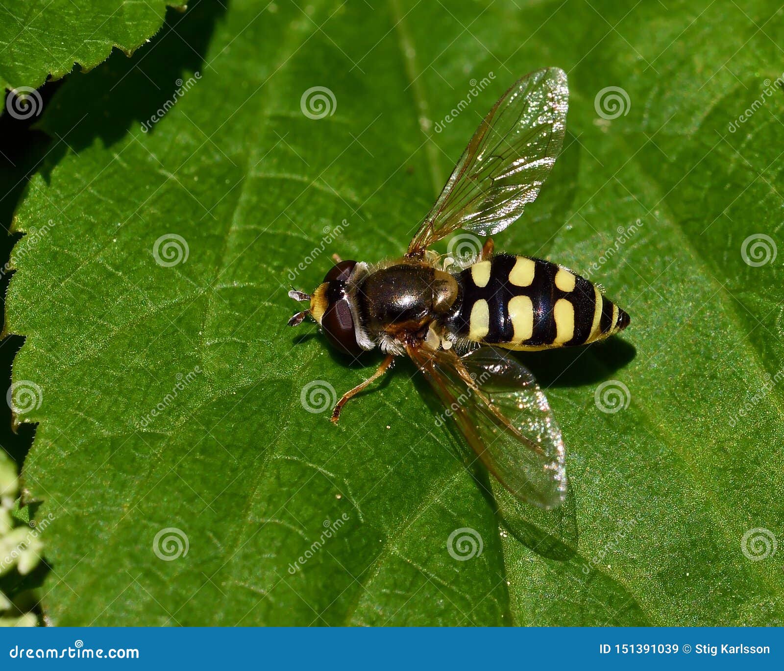 Hoverfly. Eupeodes Corollae Stock Image - Image of animal, bloom: 151391039