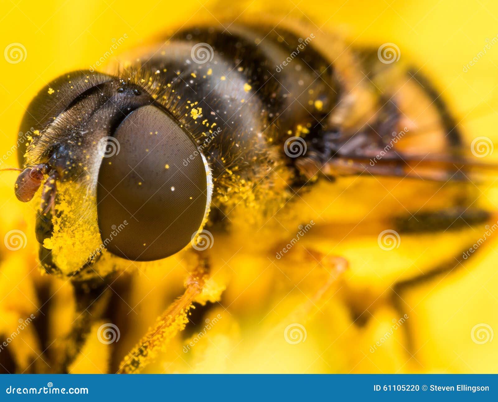 Hoverfly Extracts Pollen from Yellow Flower Stock Photo - Image of ...