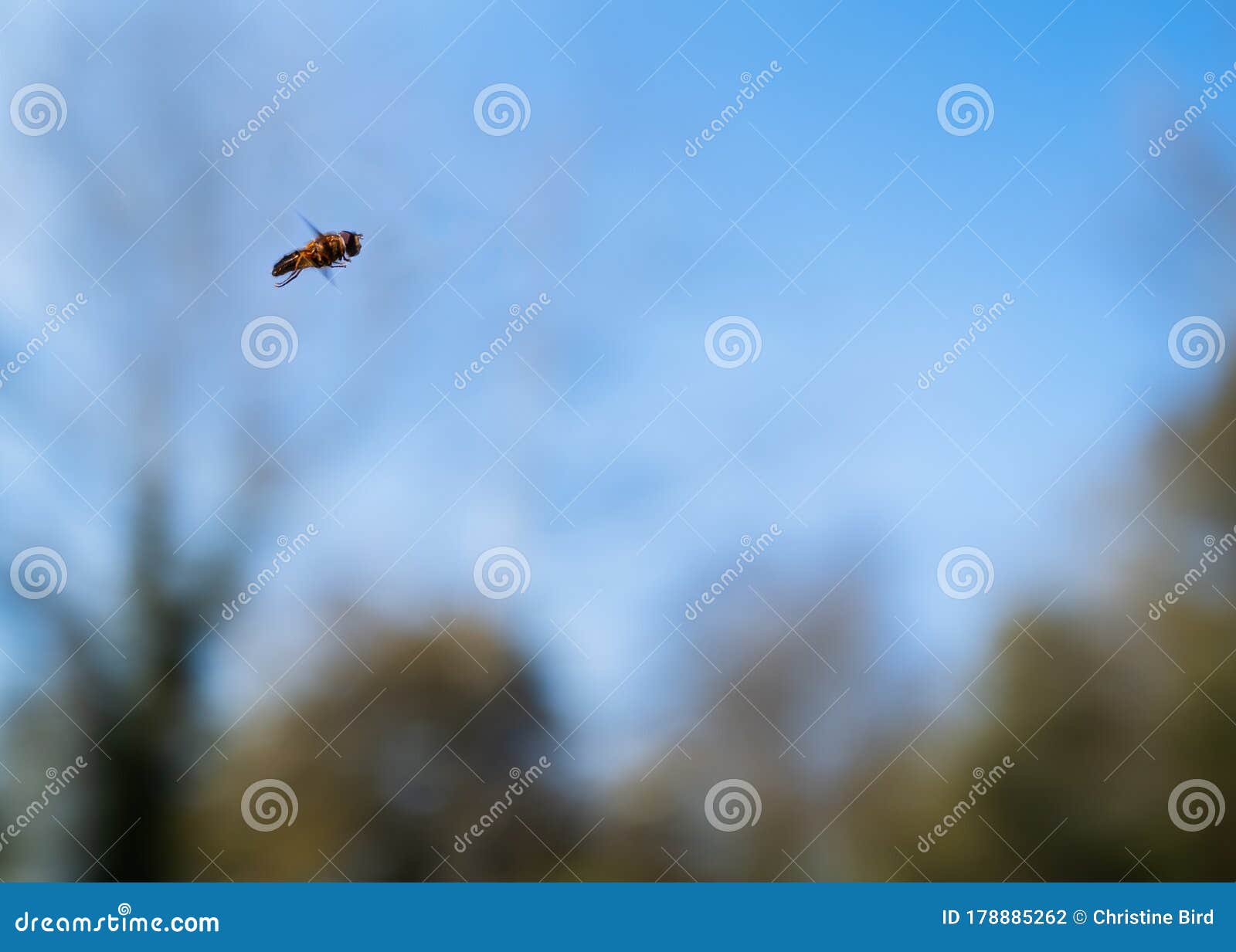 A Hoverfly Flying Against a Soft Focus Blue Sky Background with Trees ...