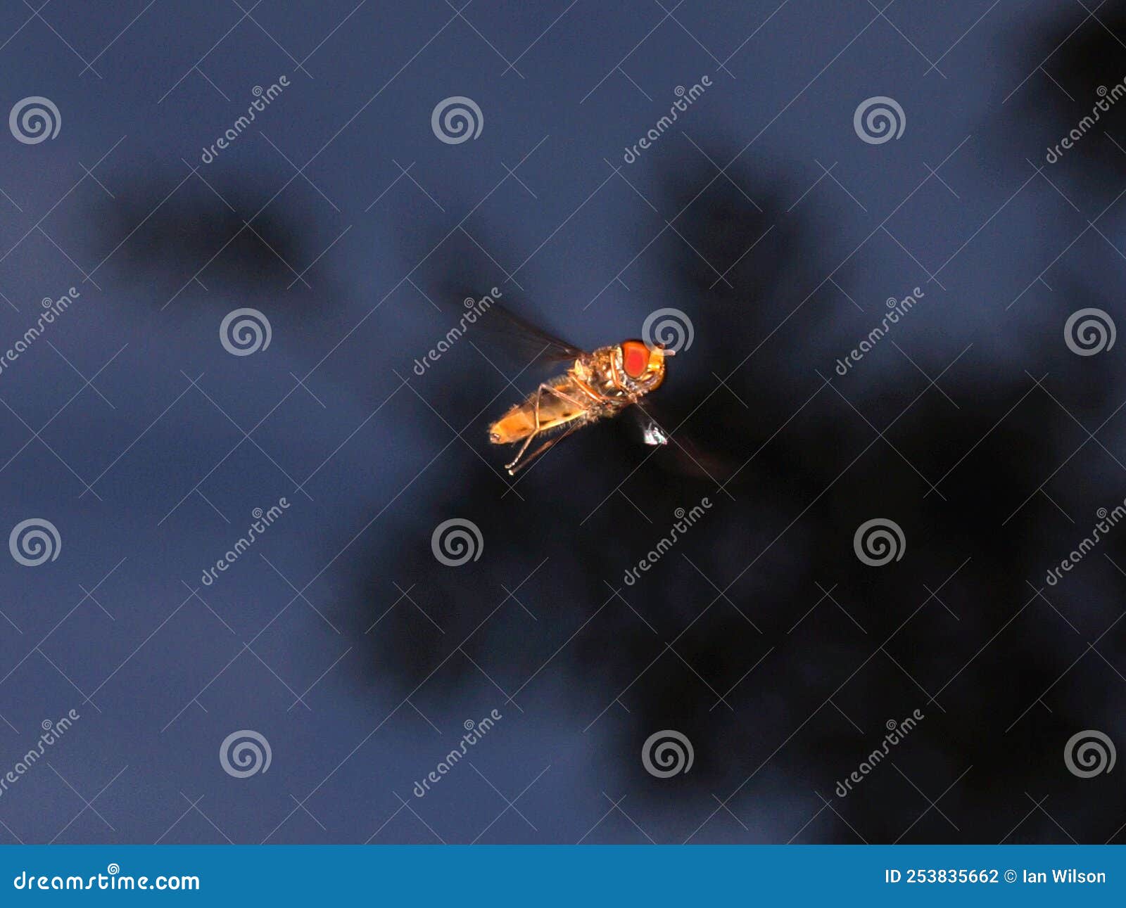 Hoverfly flying at dusk stock photo. Image of front - 253835662