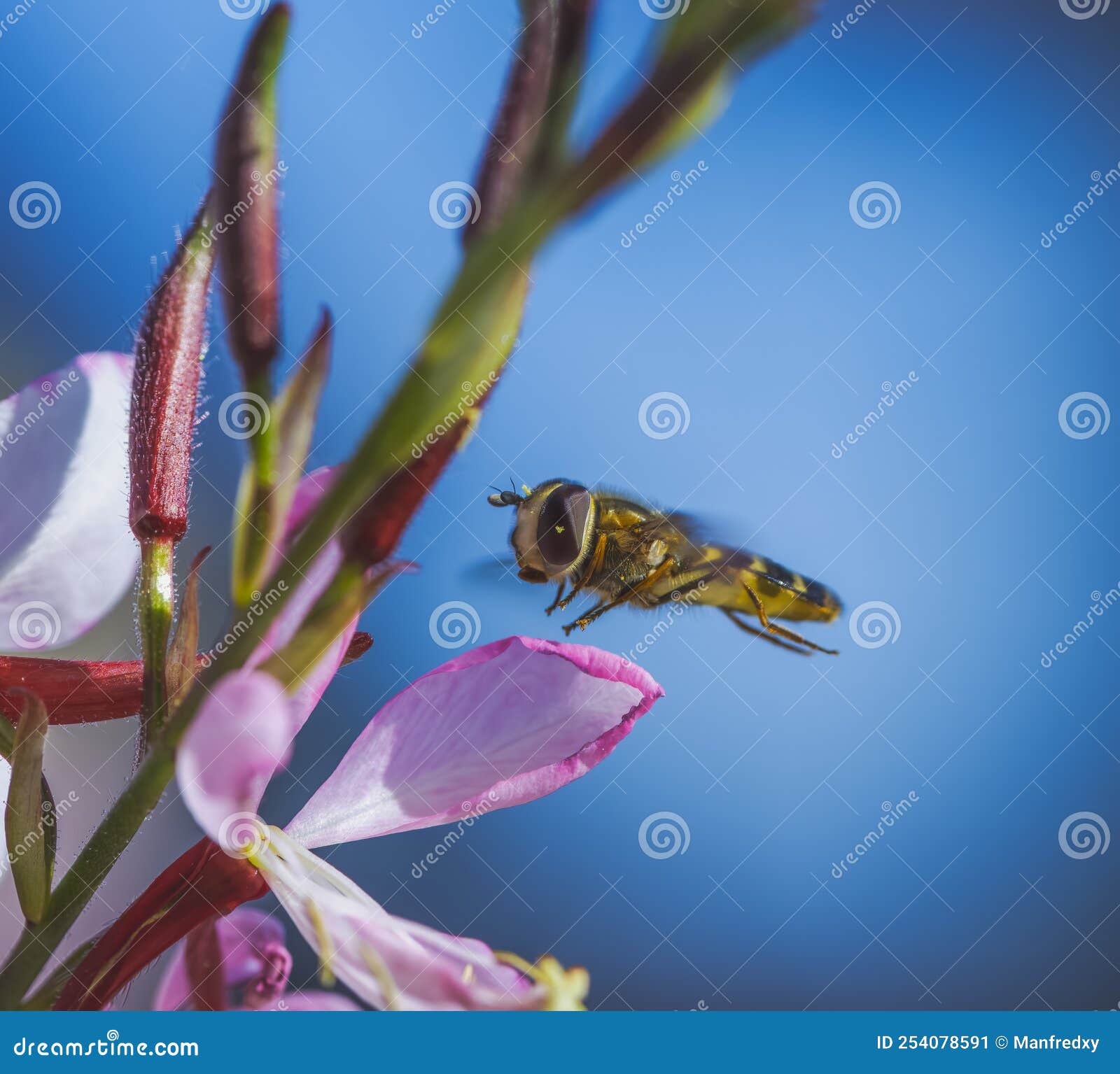 A Hoverfly Flying Around Ribwort Plantain Royalty-Free Stock Image ...