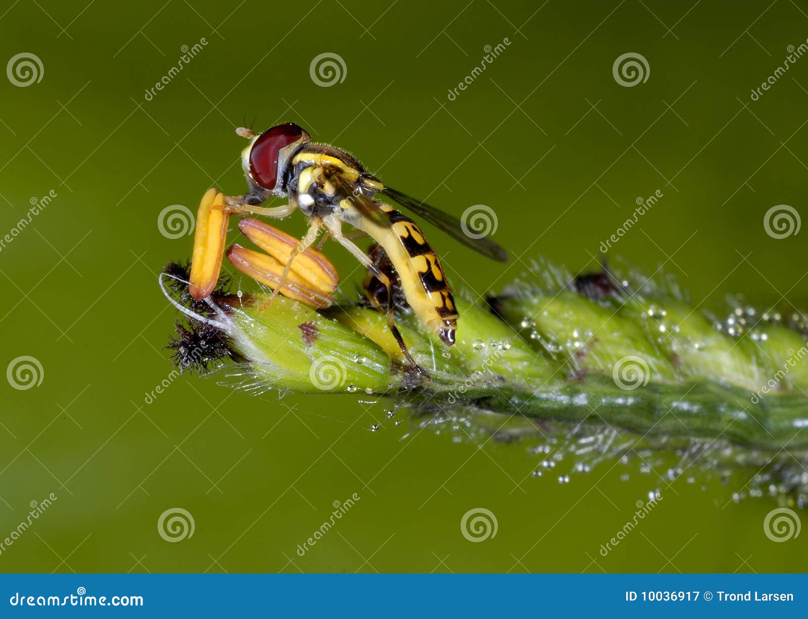 Royalty Free Images, Cartoons, Illustrations And Photos Designed By ...