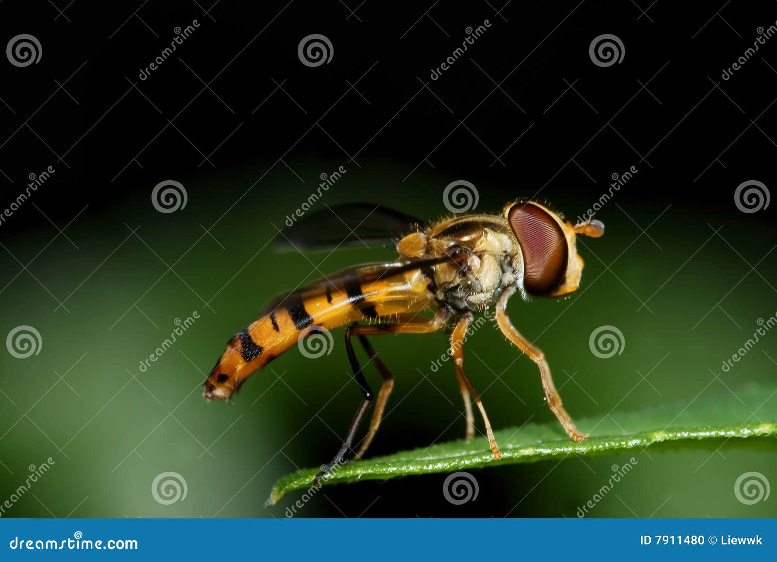 Hoverfly On A Green Leaf Royalty-Free Stock Photo | CartoonDealer.com ...